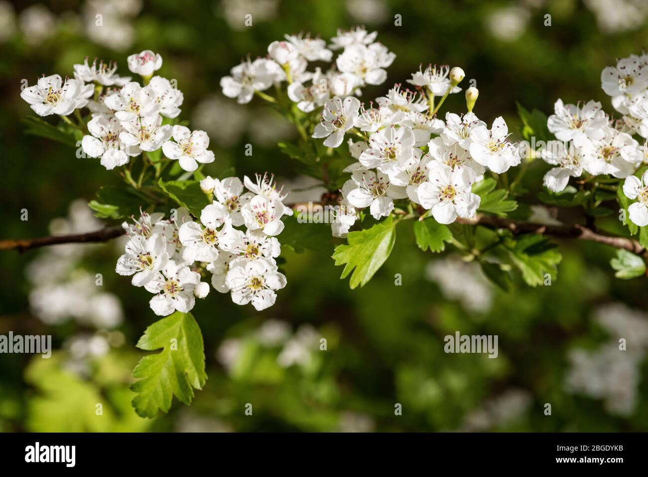 Hawthorne crataegus monogyna Banque de photographies et d’images à ...