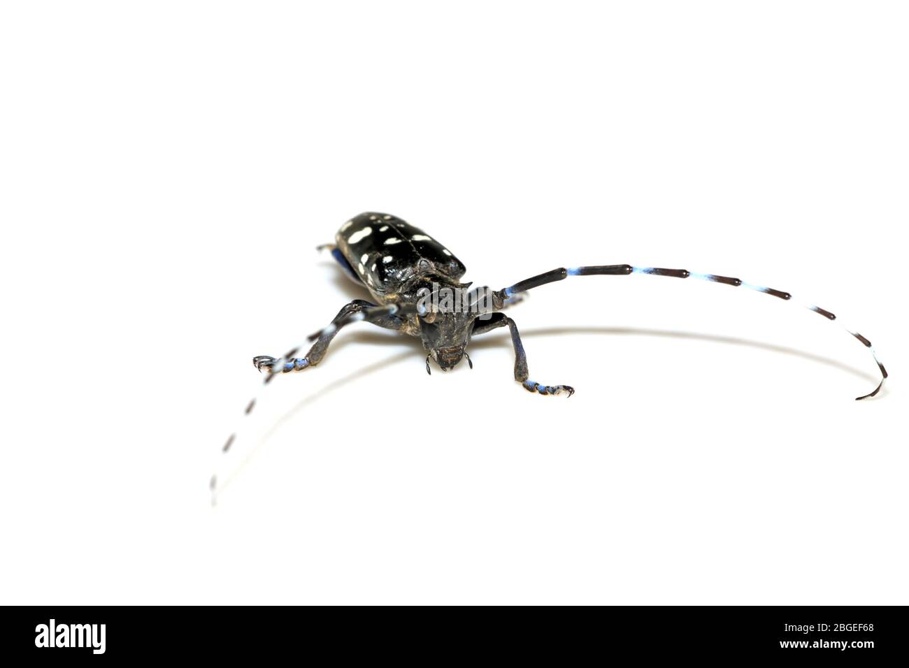 Insectes adultes Banque d'images détourées - Alamy
