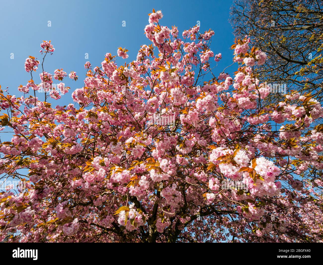 Prunus fleur rose Banque de photographies et d’images à haute ...