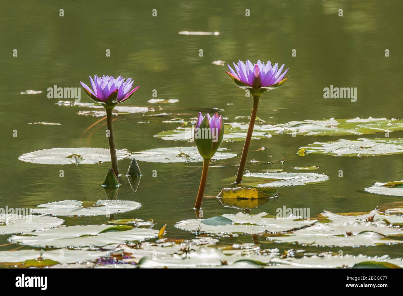 Fleurs de lotus violettes Banque de photographies et d’images à haute ...