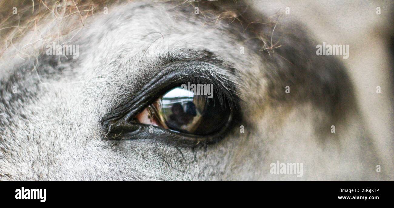Court cheval Banque de photographies et d’images à haute résolution - Alamy