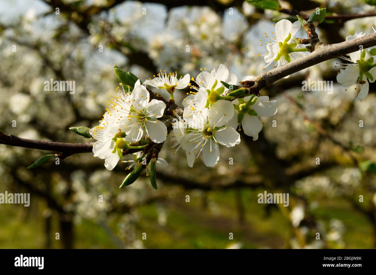 Arbres de pruneaux Banque de photographies et d’images à haute ...