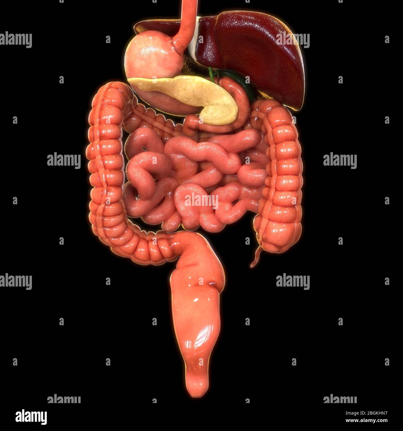 Anatomie du système digestif humain Photo Stock - Alamy