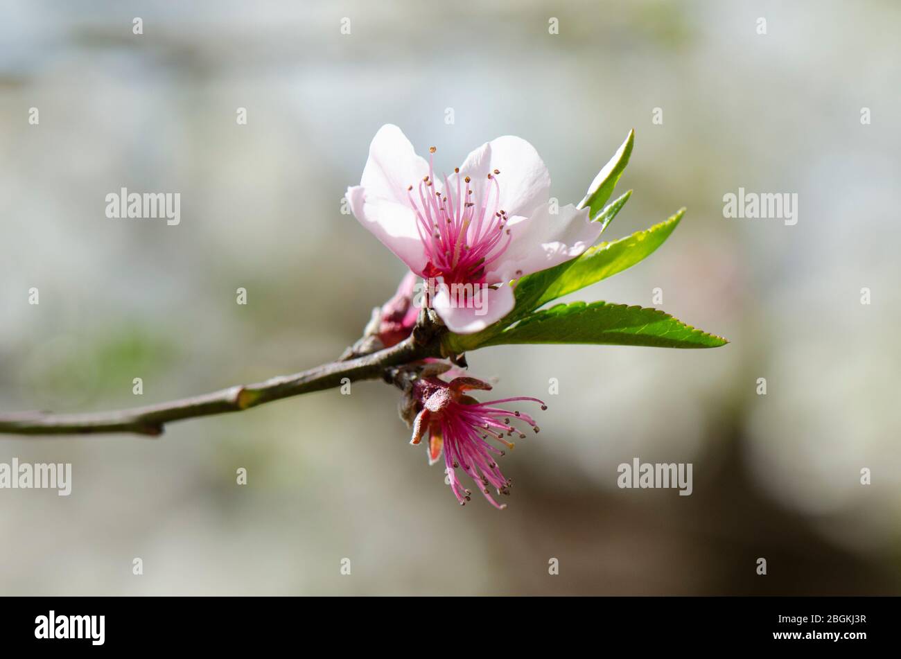 Les fleurs d'un arbre sont en pleine fleur au printemps vient à Kunming ...