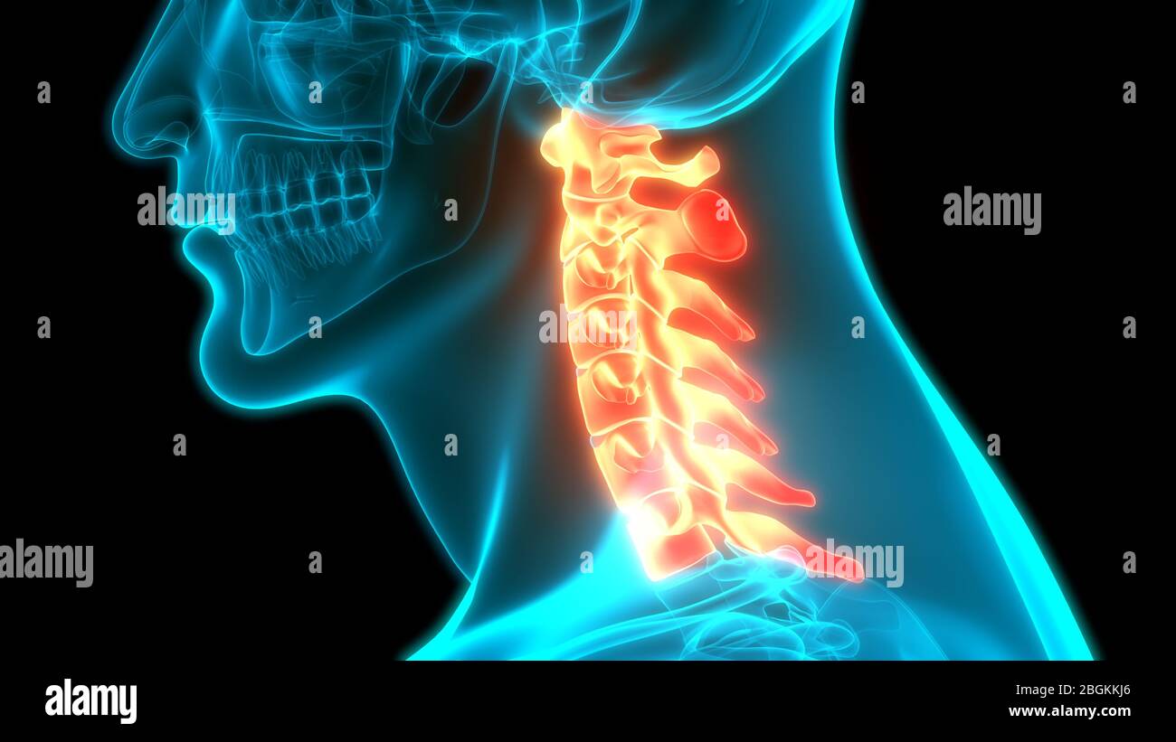 La colonne vertébrale cervicale du squelette humain Anatomie du système ...