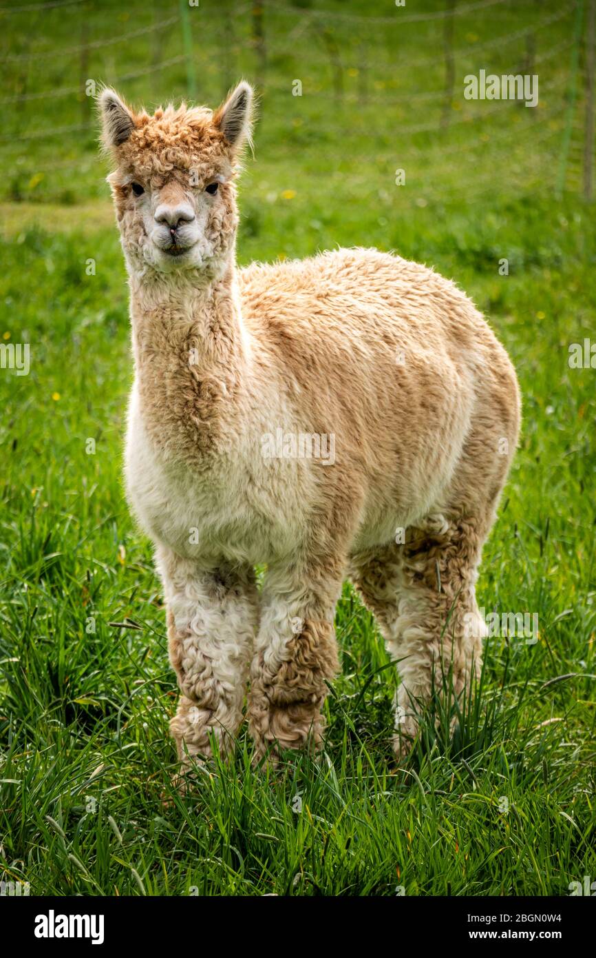 élevage d'alpaga Banque de photographies et d’images à haute résolution ...
