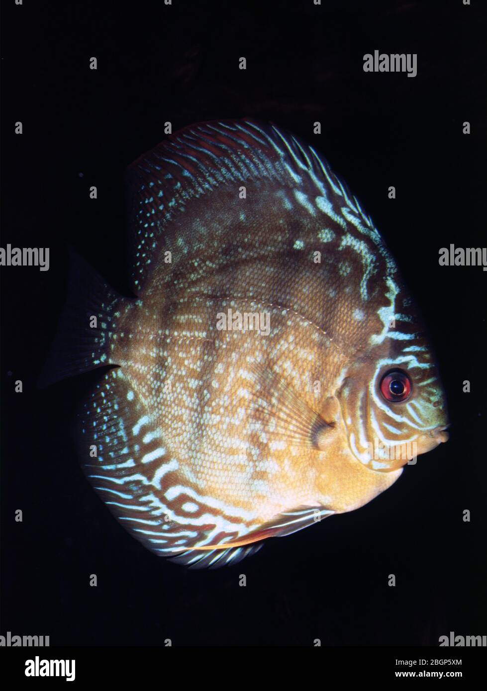 Blue Discus Symphysodon Aequifasciatus at Martha Holt blog