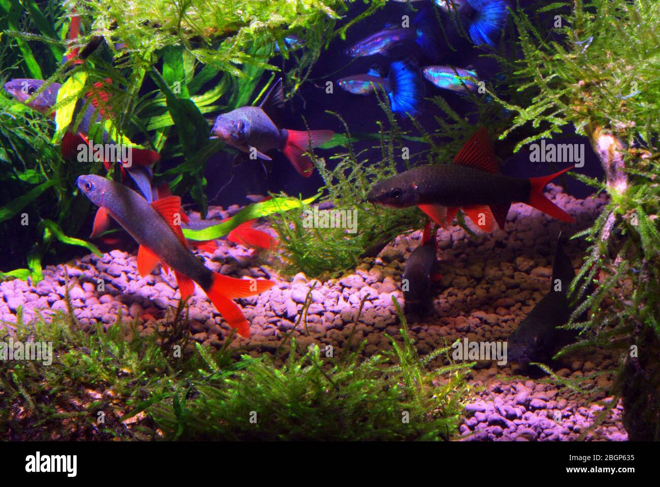 Requin arc en ciel Banque de photographies et d’images à haute ...