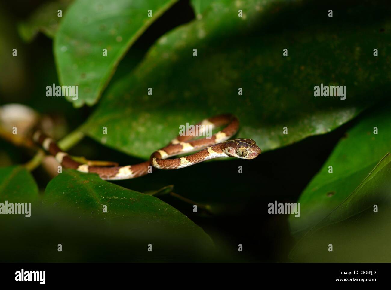 Serpents d'amérique du sud Banque de photographies et d’images à haute ...