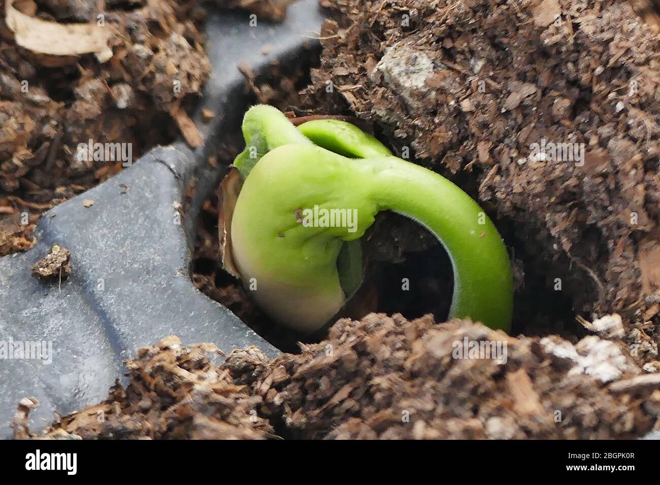 Graines de haricot dans le sol Banque de photographies et d’images à ...