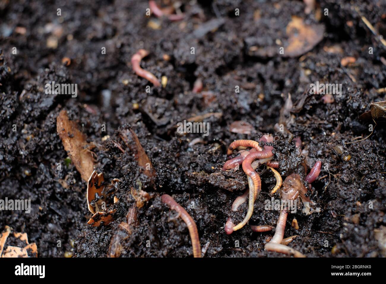 Vers de terre naturels de jardin Banque de photographies et d’images à ...