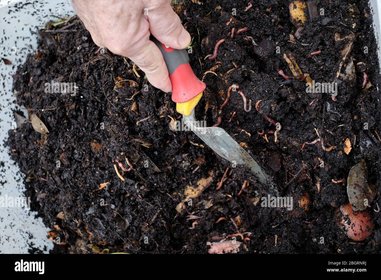 Vers de terre naturels de jardin Banque de photographies et d’images à ...