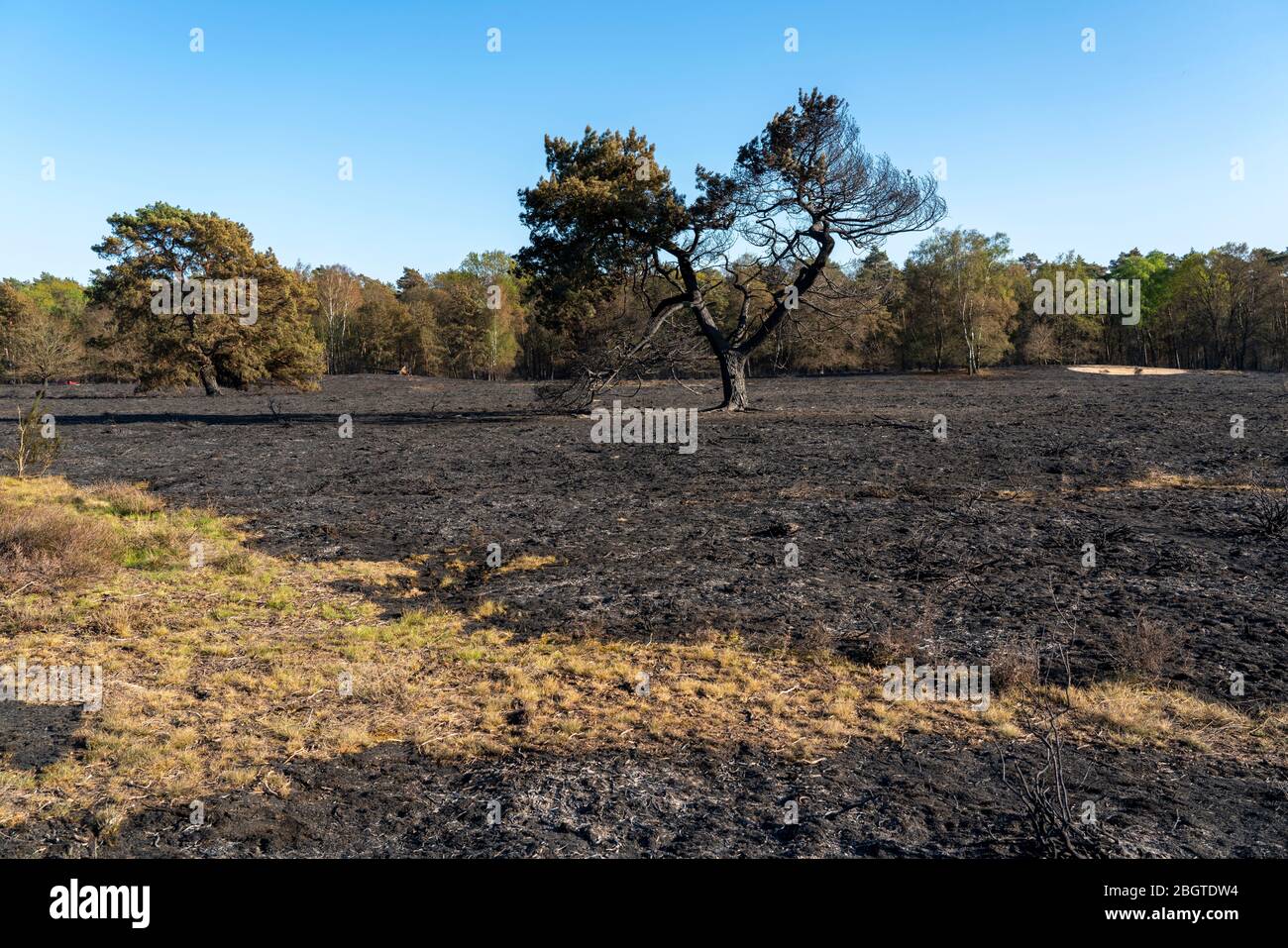 Forêt Brûlée Banque d'image et photos - Alamy