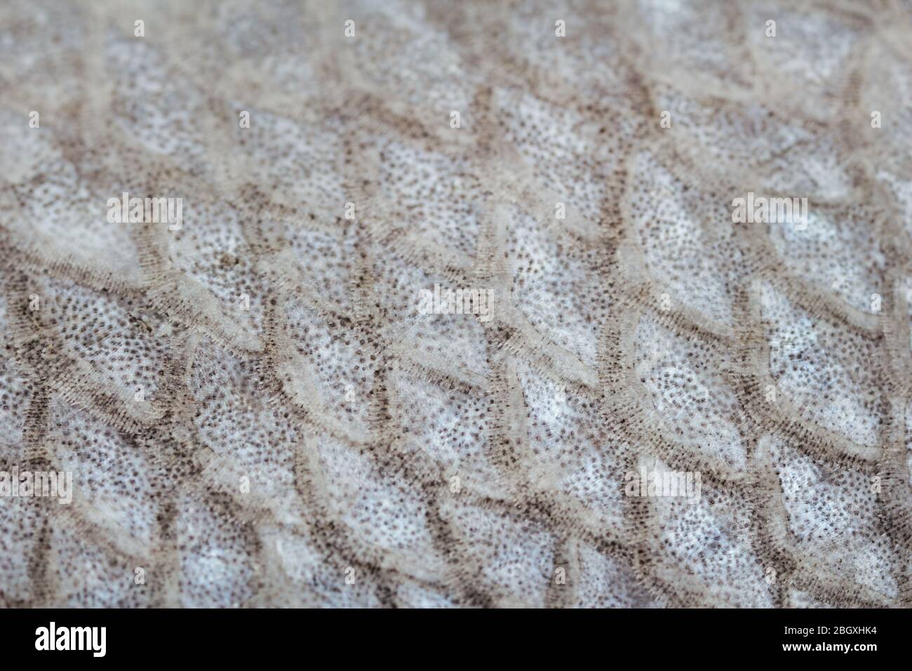 écailles de poisson se bouchent Banque de photographies et d’images à ...