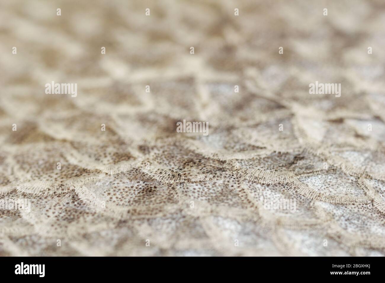 écailles de poisson se bouchent Banque de photographies et d’images à ...