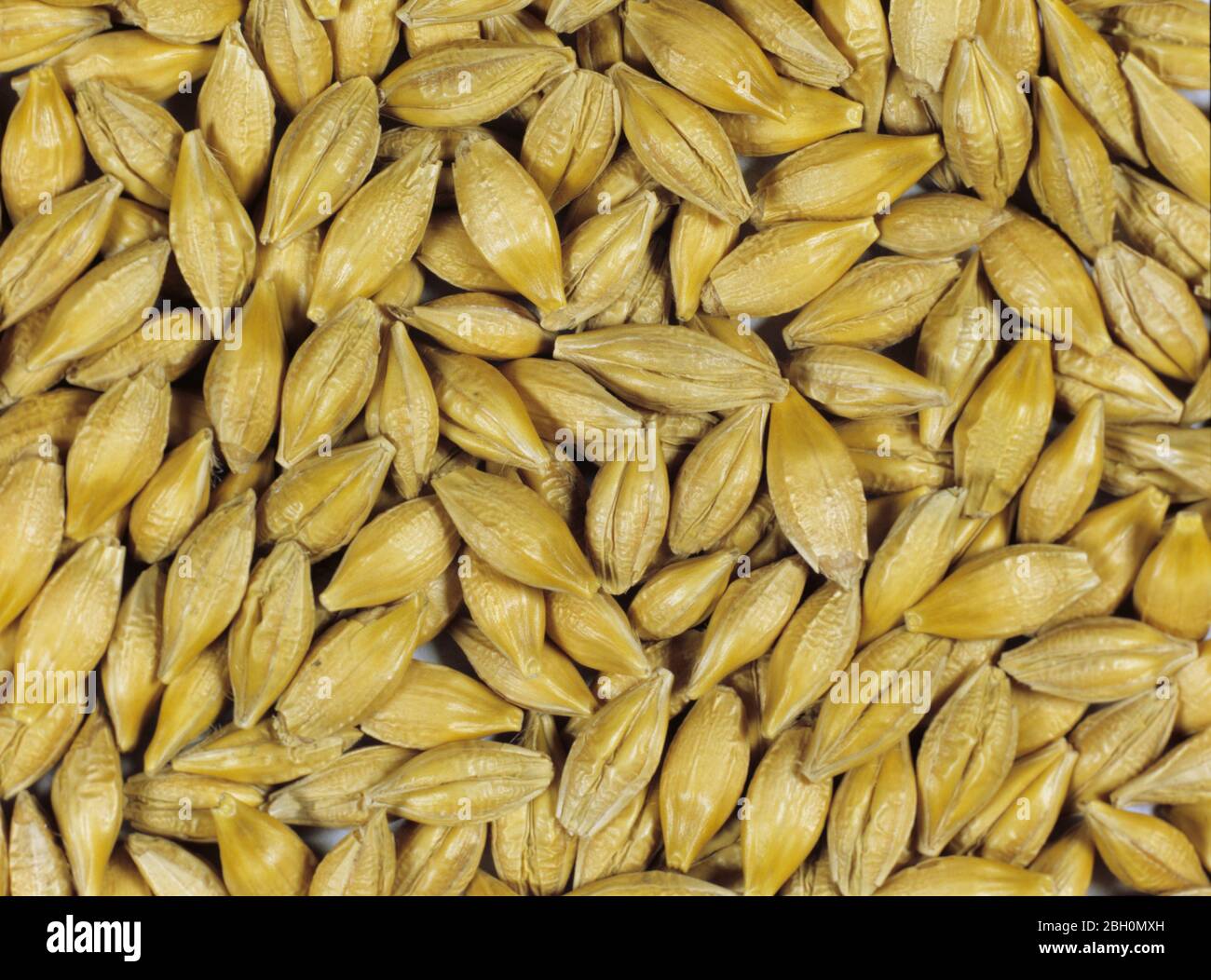 Process malting barley seed germination Banque de photographies et d ...