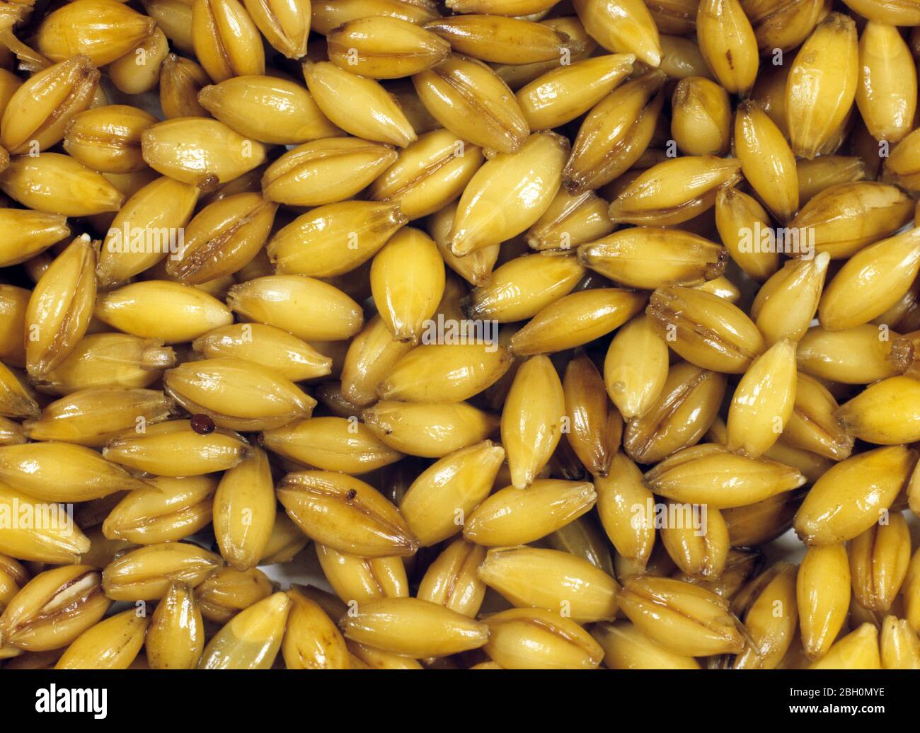 Process malting barley seed germination Banque de photographies et d ...