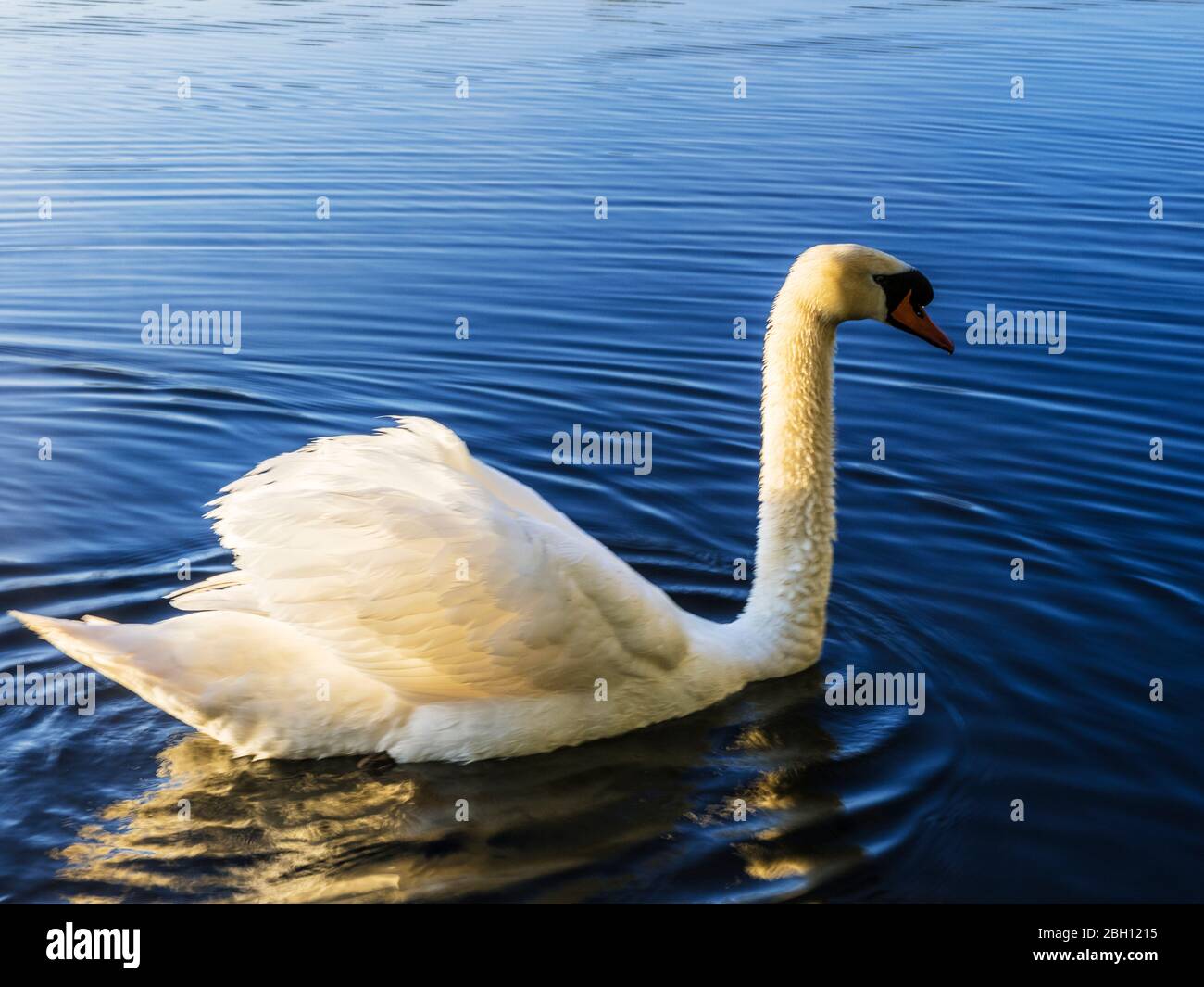 Un cygne muet Banque de photographies et d’images à haute résolution - Alamy