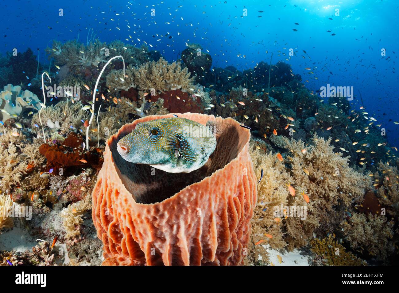 Carte puffer (Arothron mappa) se cache dans l'éponge de Barrel ...