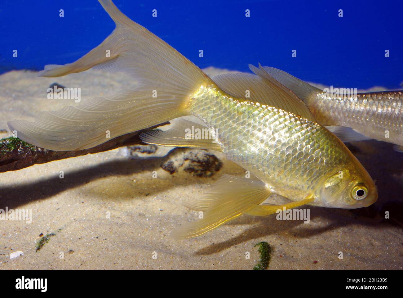Veiltail goldfish carassius auratus Banque de photographies et d’images ...