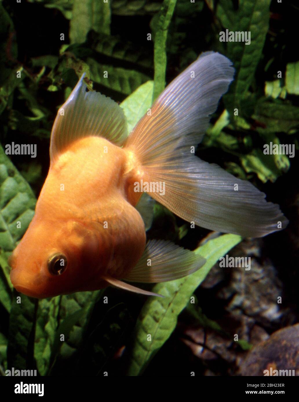 Fantail carassius auratus Banque de photographies et d’images à haute ...