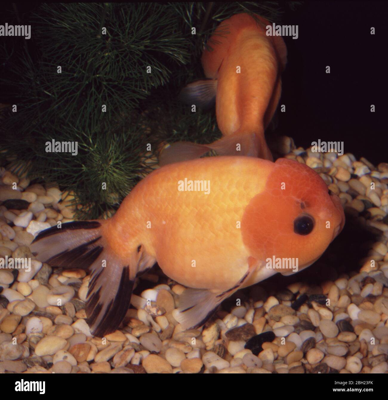 Race de poisson rouge Banque de photographies et d’images à haute ...