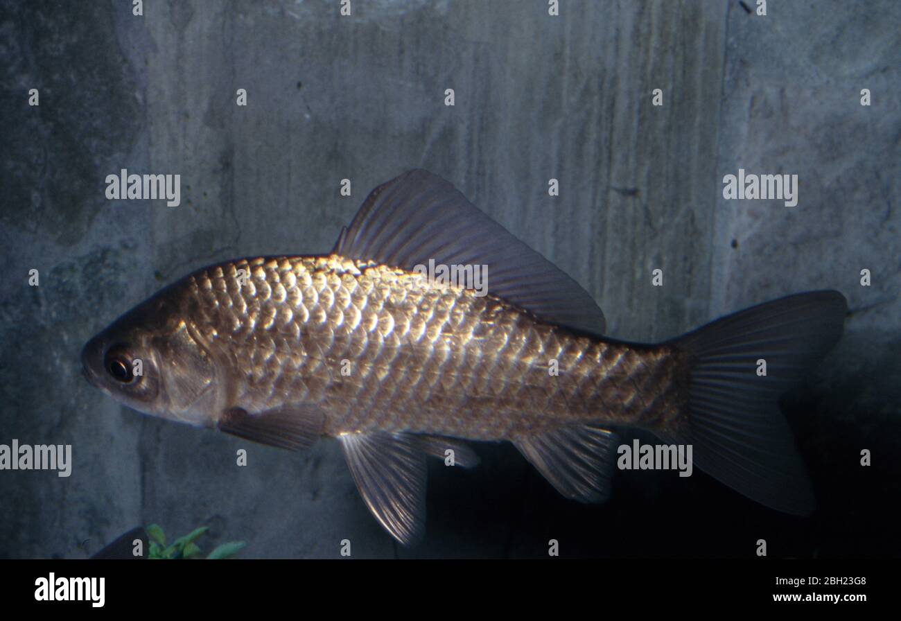 Crucian carpe carassius carassius Banque de photographies et d’images à ...