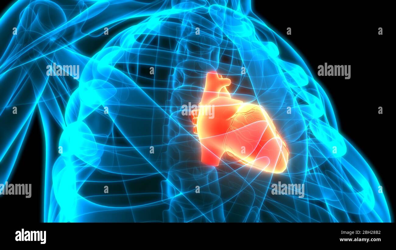 Système circulatoire de l'anatomie cardiaque Photo Stock - Alamy
