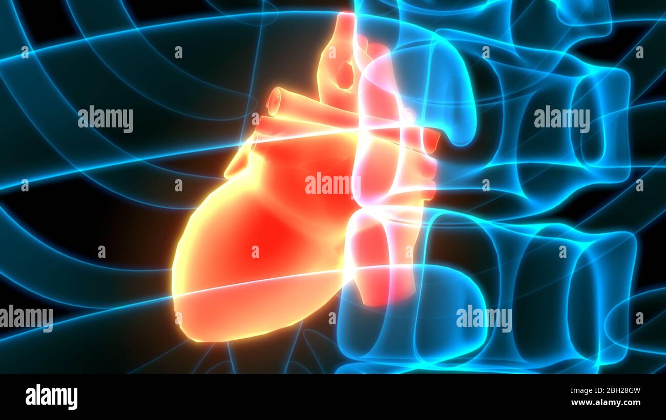 Système circulatoire de l'anatomie cardiaque Photo Stock - Alamy