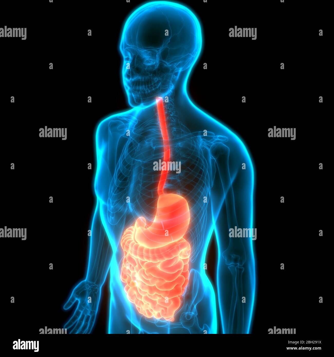 Anatomie du système digestif humain Photo Stock - Alamy