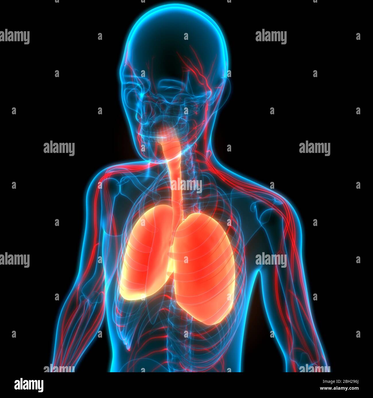 Système respiratoire humain Anatomie Poumons Photo Stock - Alamy