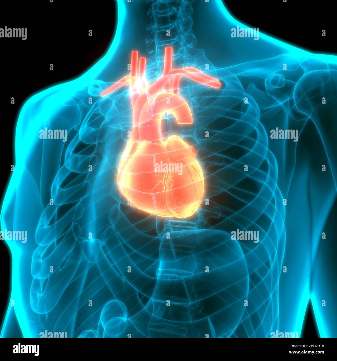 Système circulatoire de l'anatomie cardiaque Photo Stock - Alamy