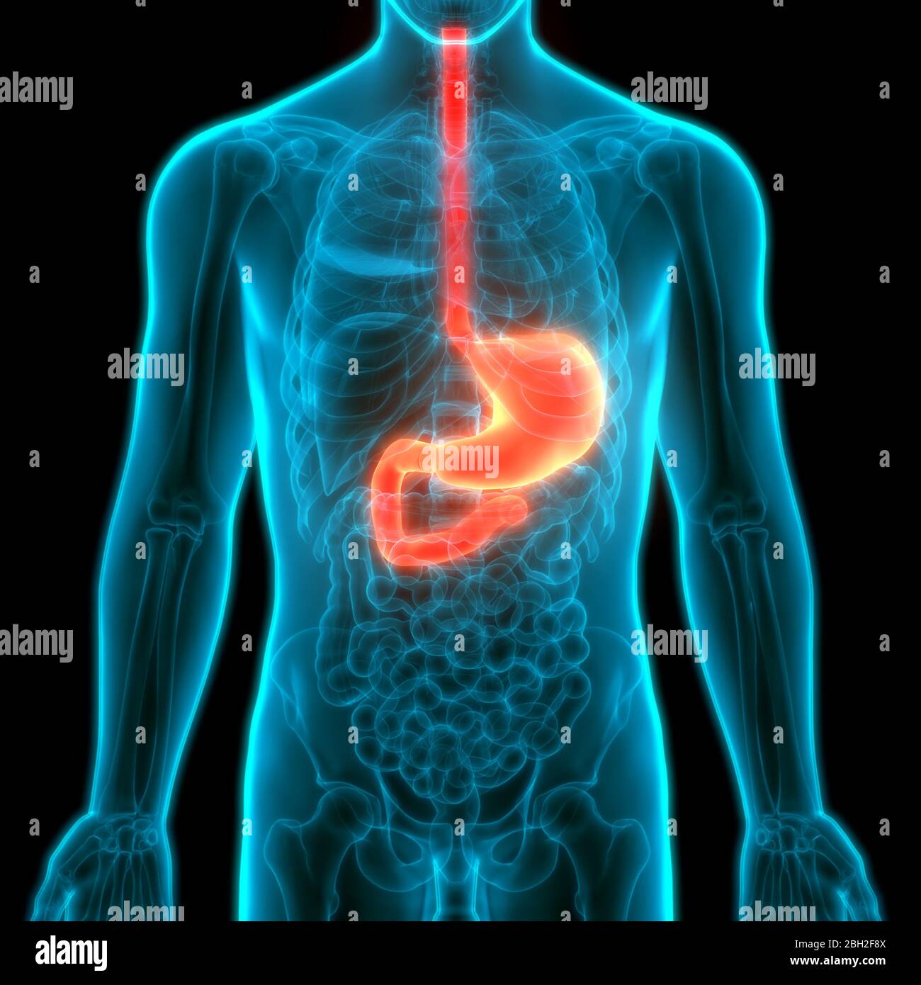Anatomie du système digestif humain Photo Stock - Alamy