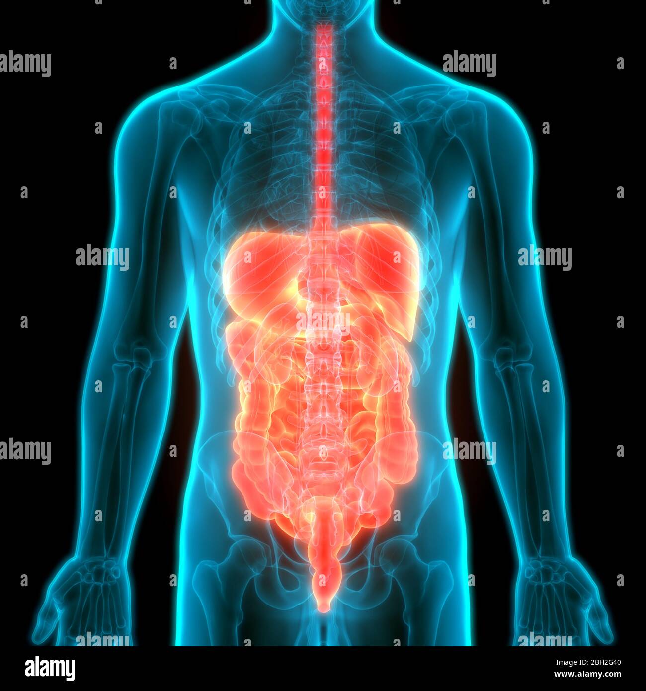 Anatomie du système digestif humain Photo Stock - Alamy