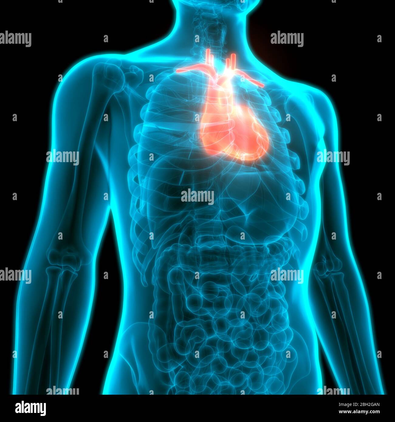 Système circulatoire de l'anatomie cardiaque Photo Stock - Alamy