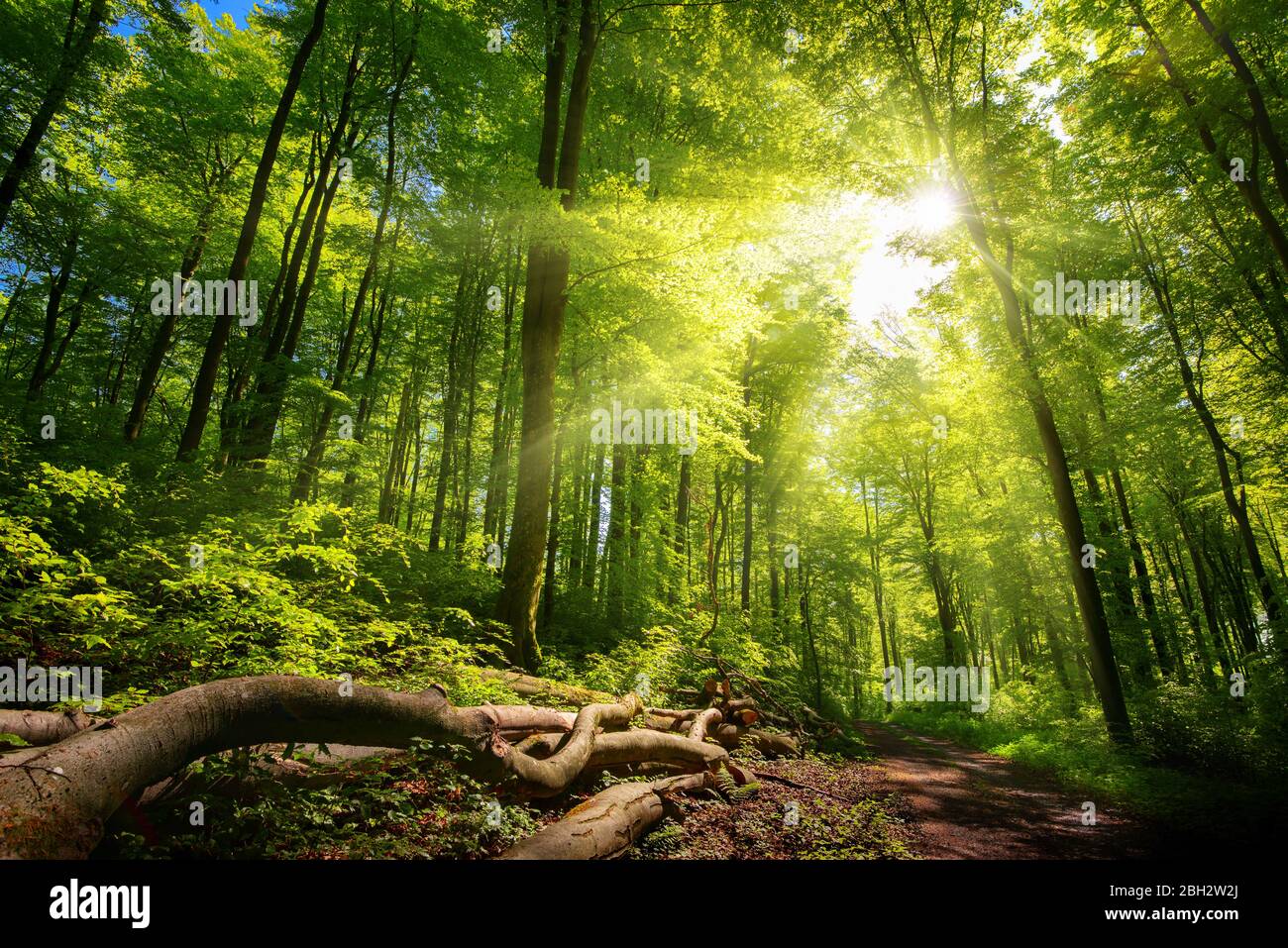 Soleil de la forêt Banque de photographies et d’images à haute ...