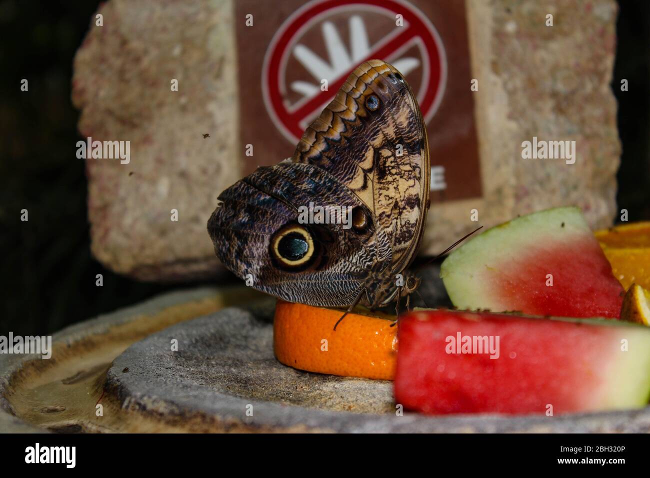 Papillon spectaculaire Banque de photographies et d’images à haute ...
