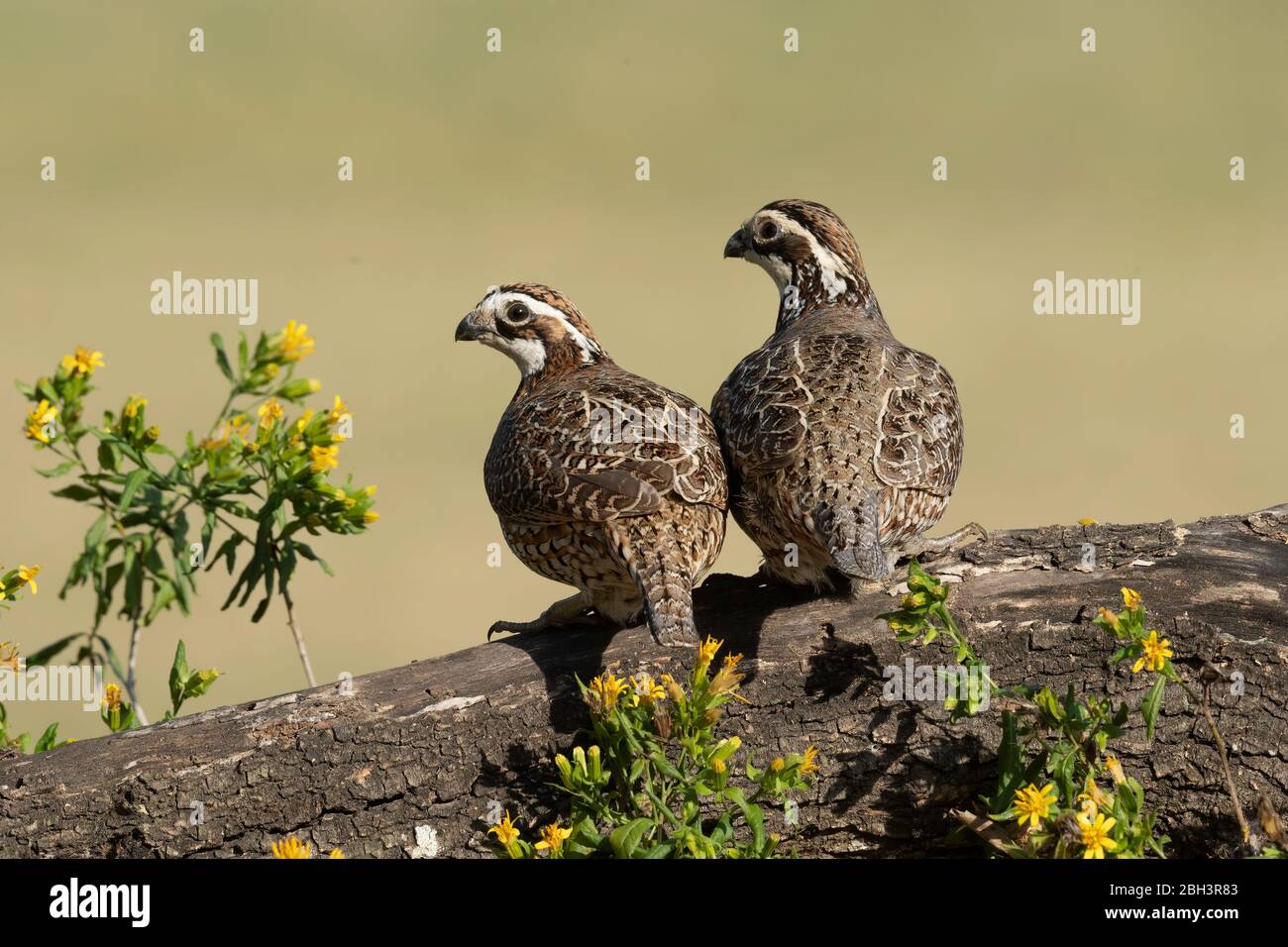 Nouveau monde cailles Banque de photographies et d’images à haute ...