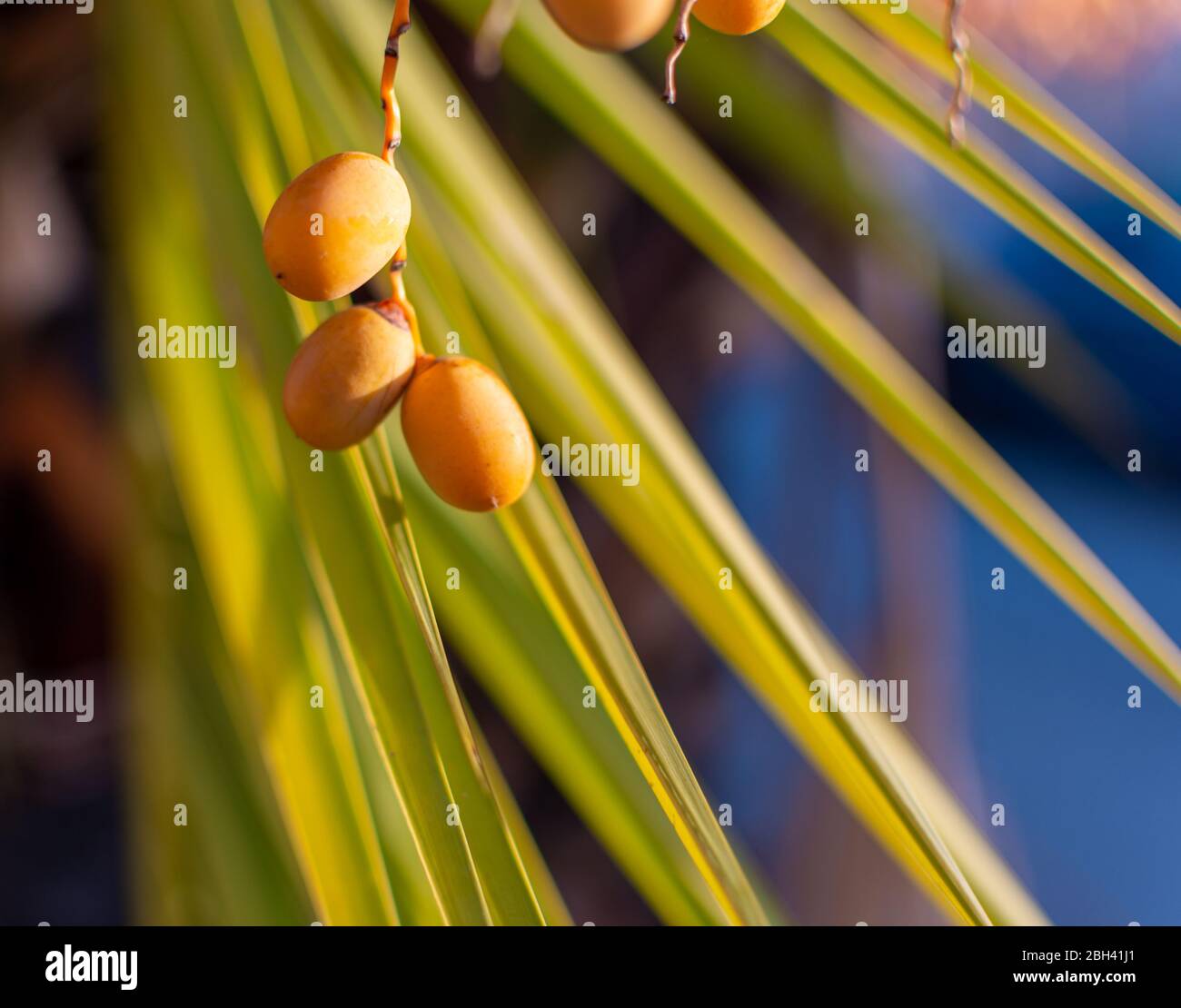 Dates sur un arbre Banque de photographies et d’images à haute ...