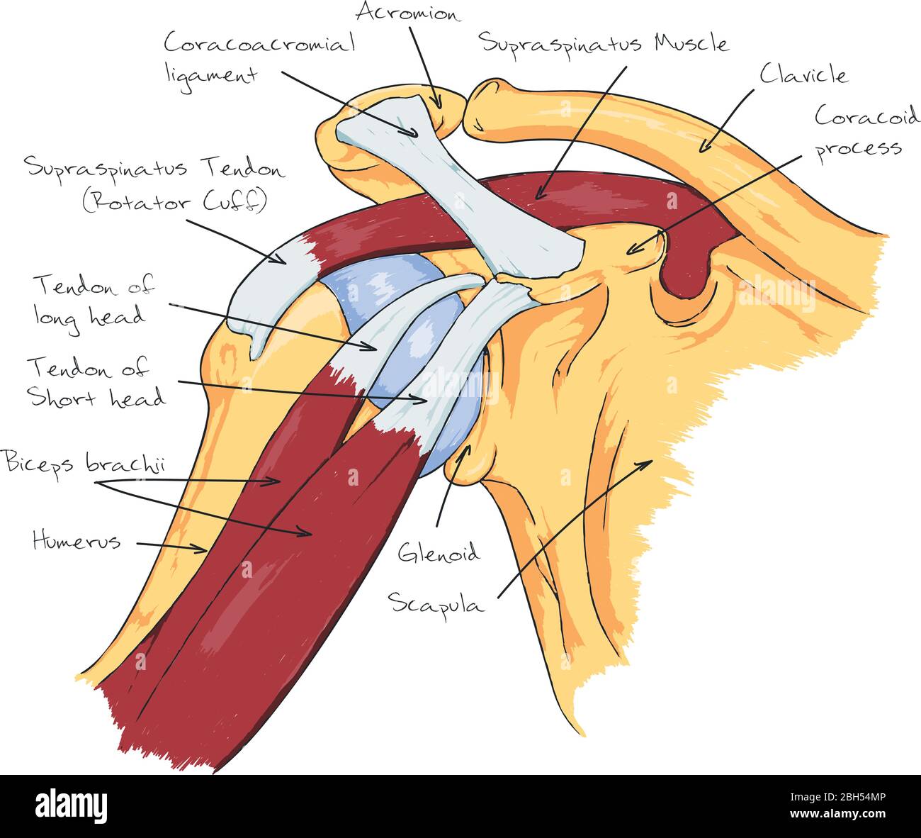 Anatomie Schéma de l'épaule douleur de l'épaule Image Vectorielle Stock ... Anatomie Schéma de l'épaule douleur de l'épaule Image Vectorielle Stock ...