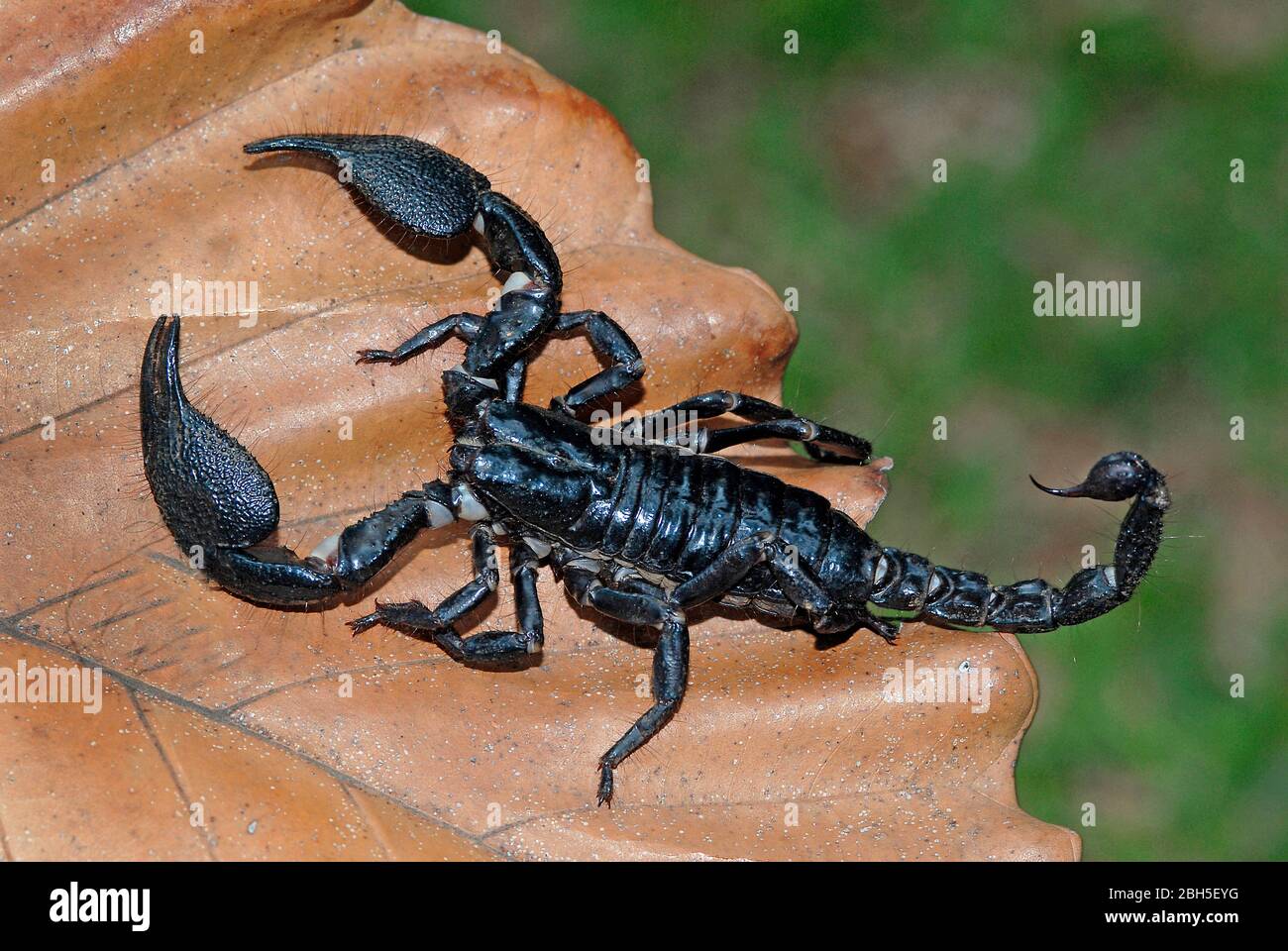 Scorpions noirs Banque de photographies et d’images à haute résolution ...