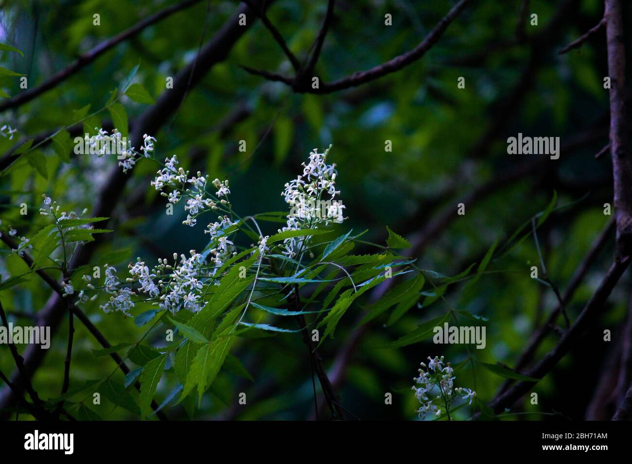 Neem tree Banque de photographies et d’images à haute résolution - Alamy