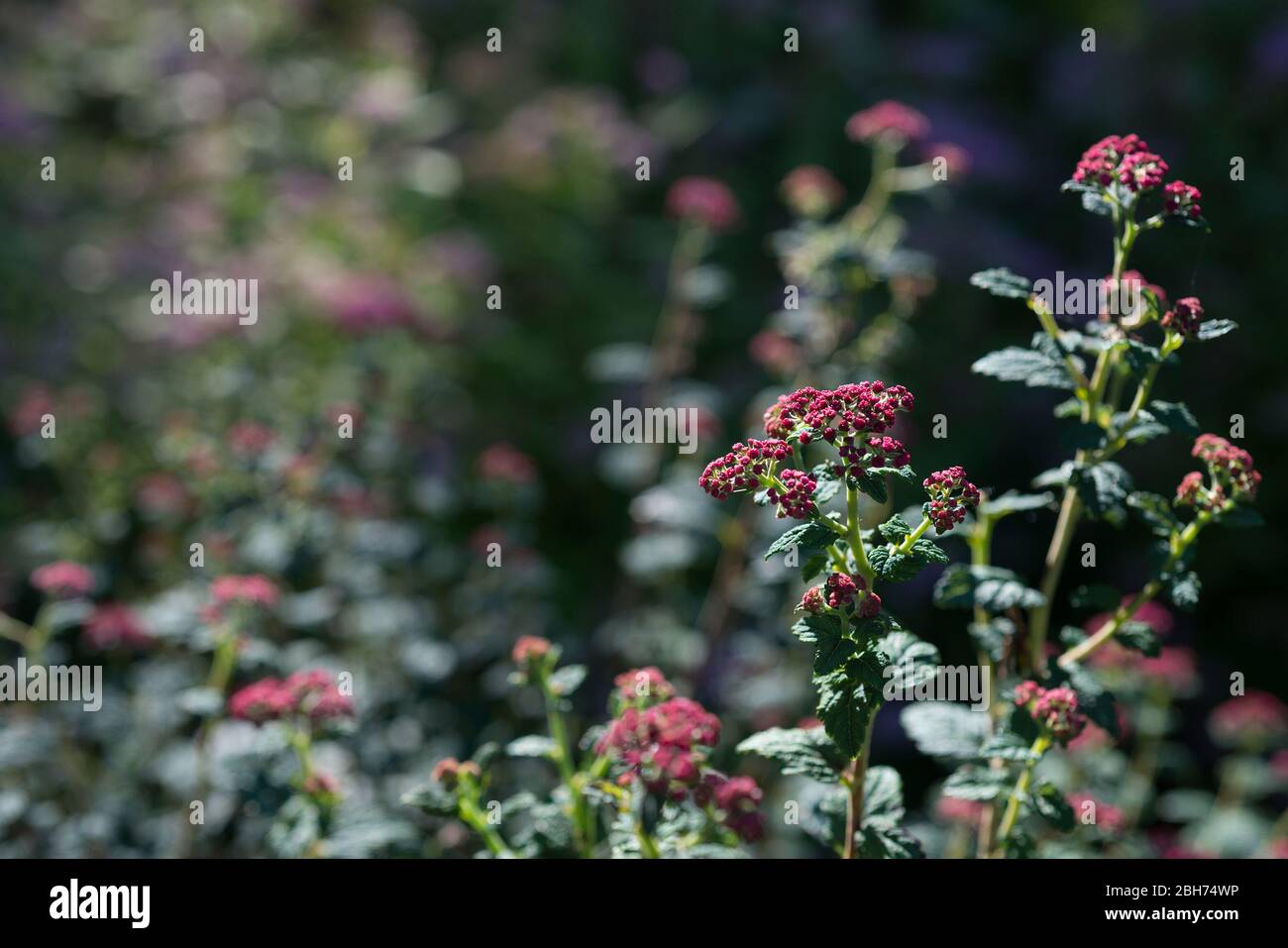 Spiraea japonica bullata Banque de photographies et d’images à haute ...