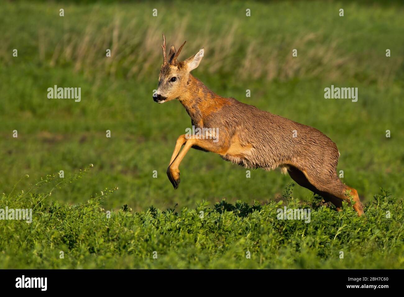Le buck de chevreuil rapide perd de la fourrure et sautant tout en ...