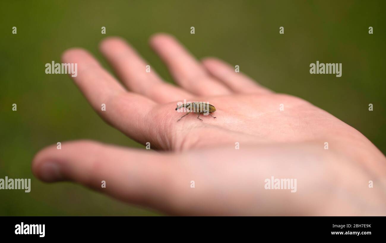 Espèce de coléoptère 1 Banque de photographies et d’images à haute ...