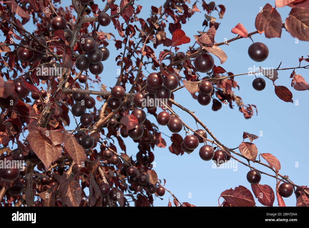 Prunus cerasifera nigra feuilles Banque de photographies et d’images à ...