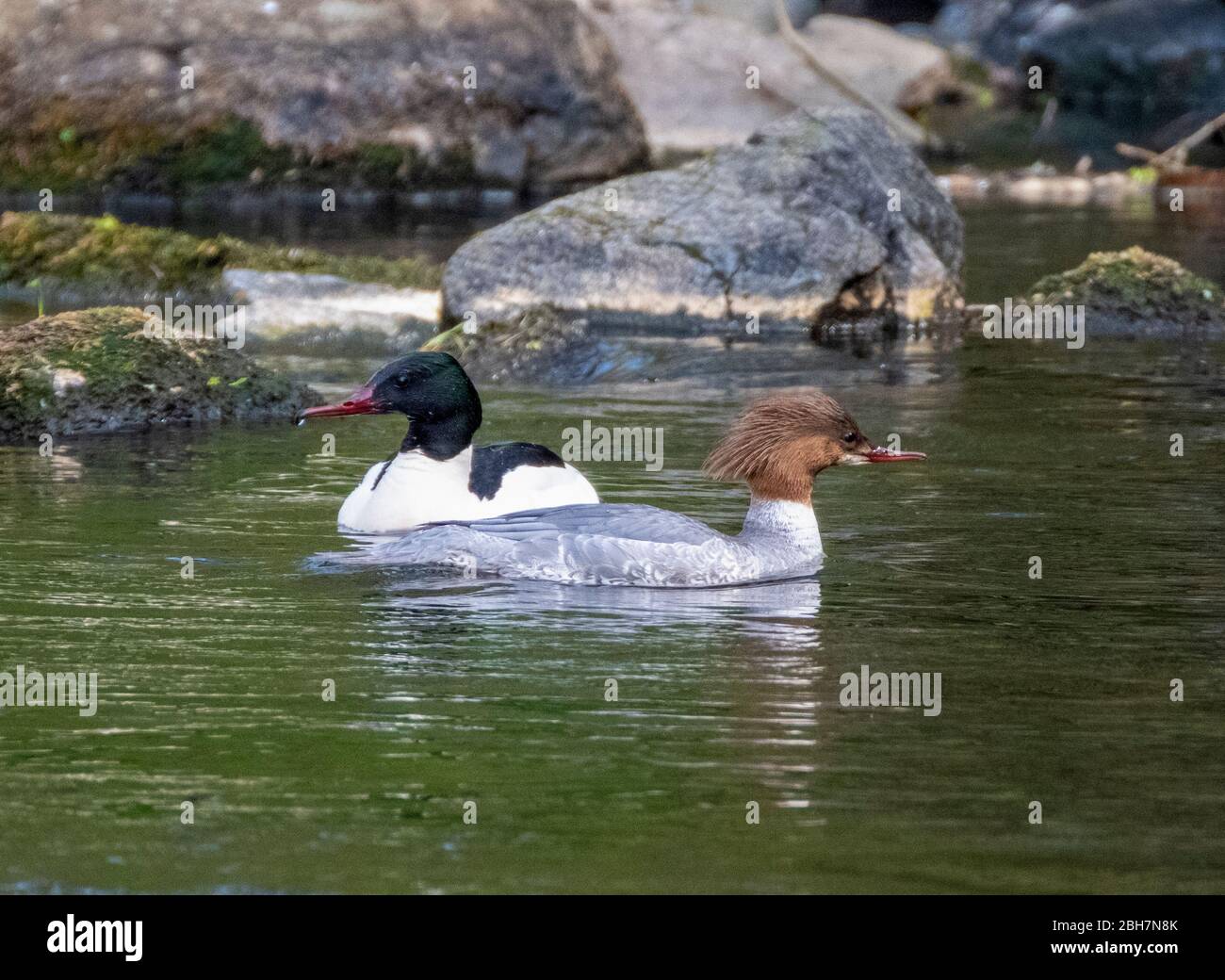 Canards piscivores Banque de photographies et d’images à haute ...