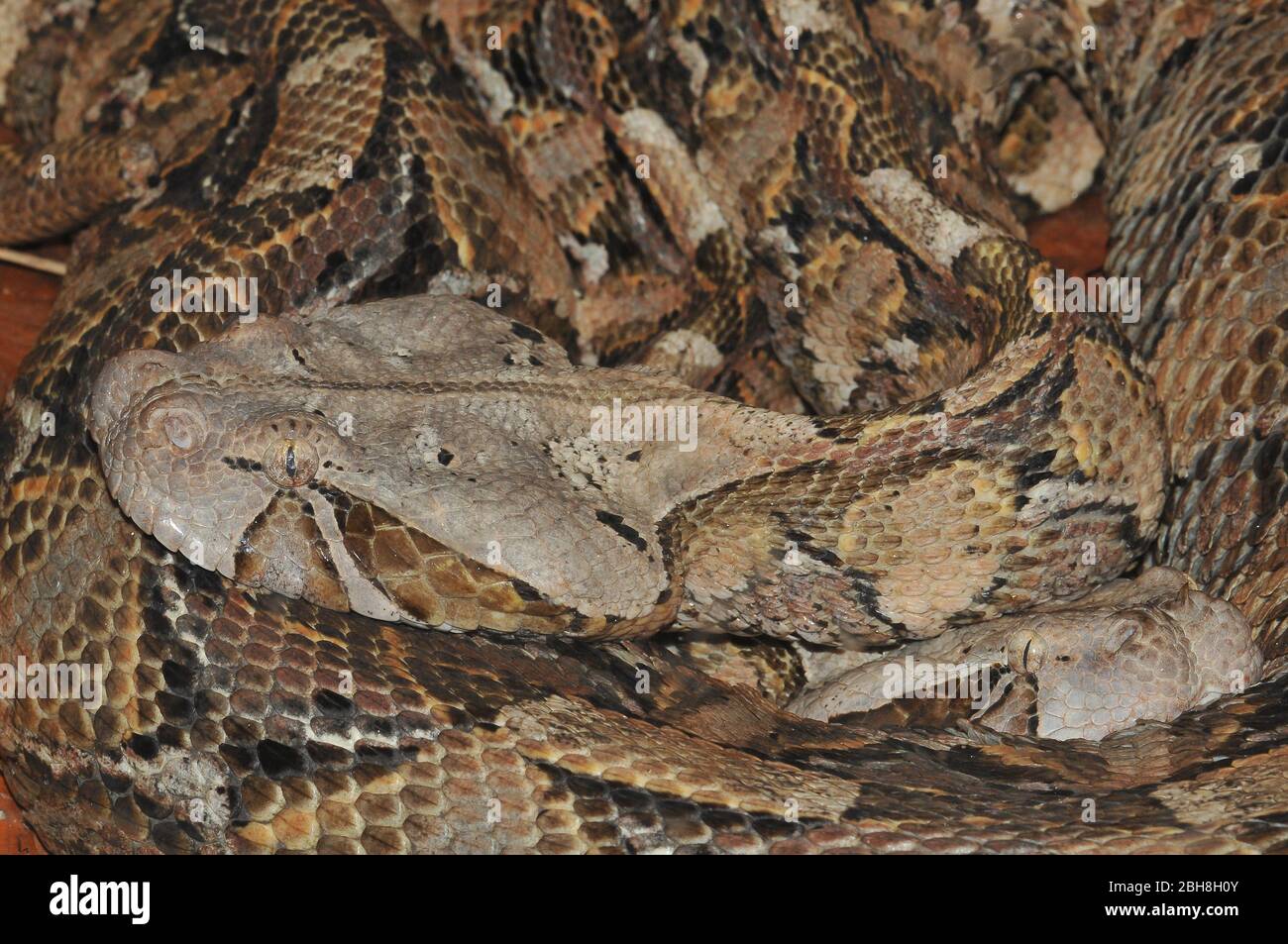 Bitis Gabonica Banque d'image et photos - Alamy