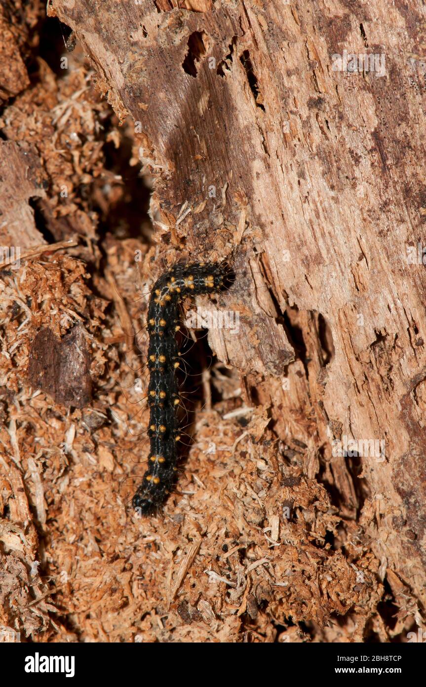Chenille noire et jaune Banque de photographies et d’images à haute ...