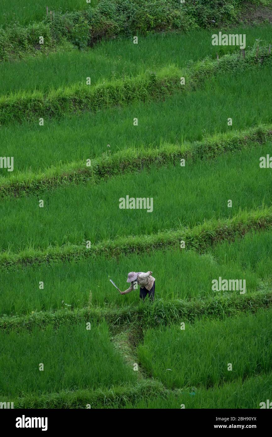 Paysan avec une faucille Banque de photographies et d’images à haute ...